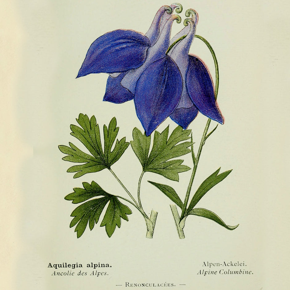 Explore The Secret Garden Collection – Natural History Collages